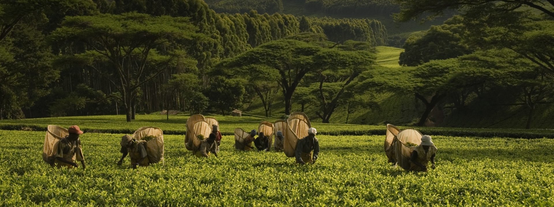 Sibahle Teas - Flavored teas sourced in Africa